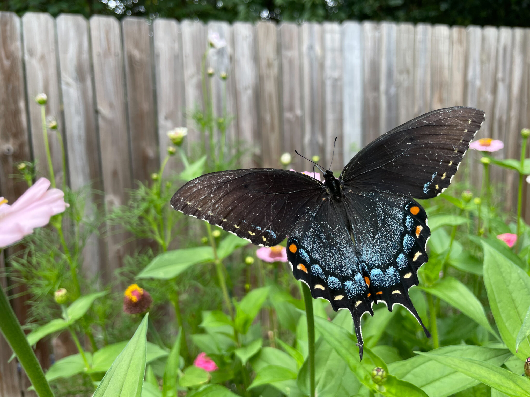 Backyard Butterflies in Virginia (and the southeast U.S.)