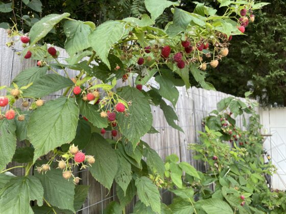How to grow raspberries along a fence – Whitney Anderson Gardening