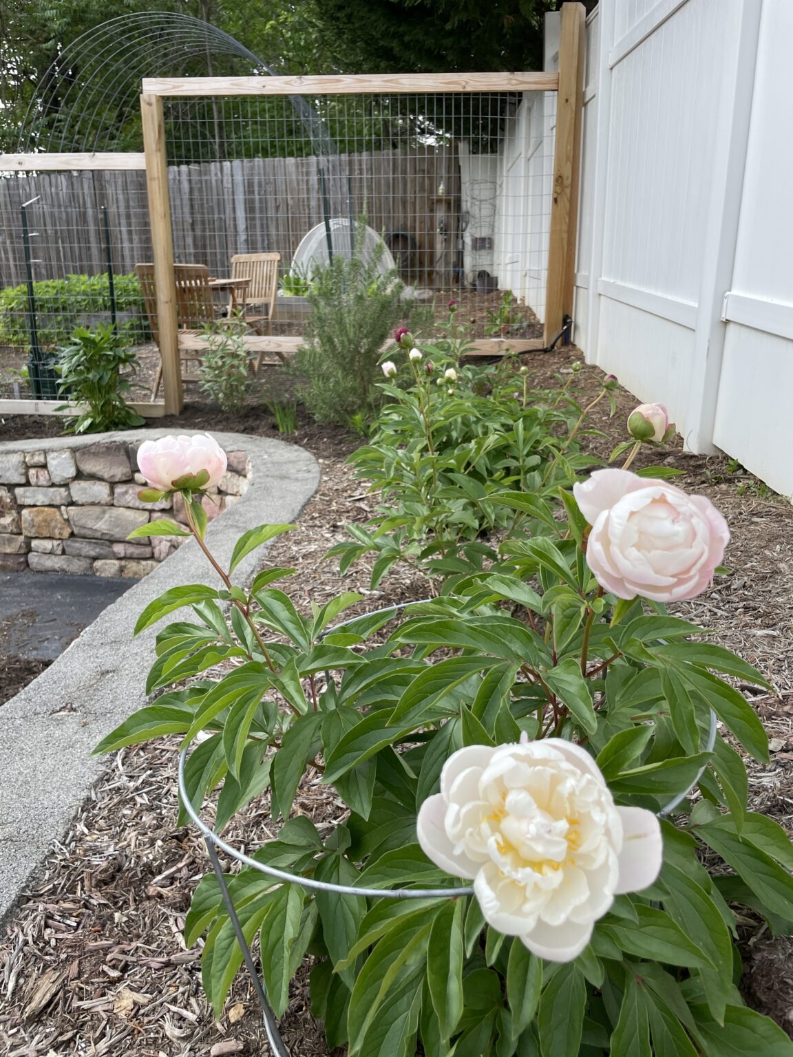 How to make cheap peony cages – Whitney Anderson Gardening